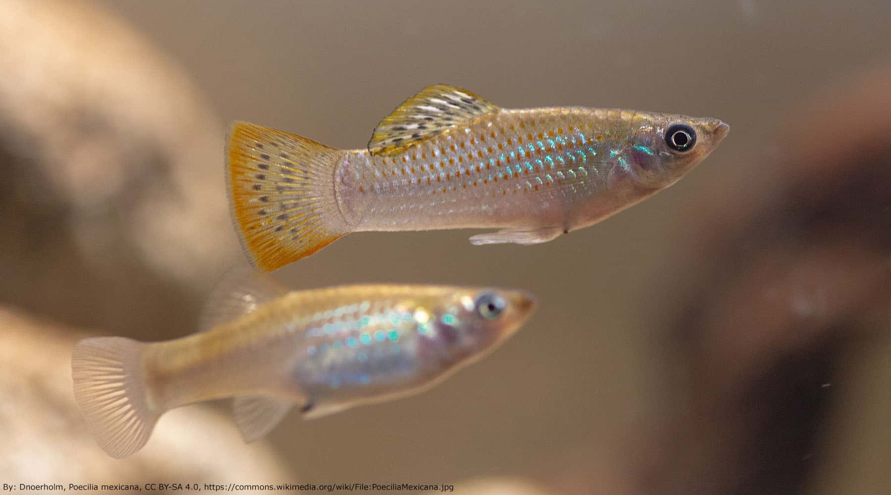 Cave Molly Fish: Evolution Sleight-of-Hand | Science Shepherd - Science ...