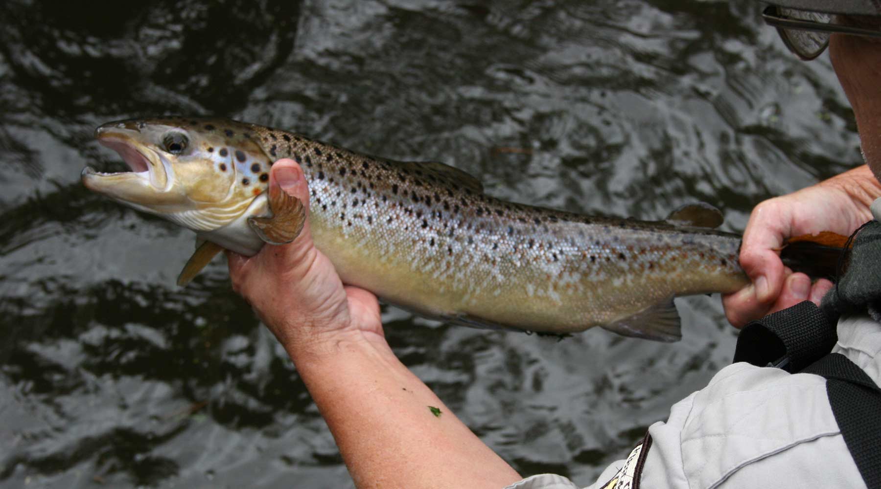 Salmon Evolution, Or Adaptation? | Science Shepherd - Science Shepherd ...