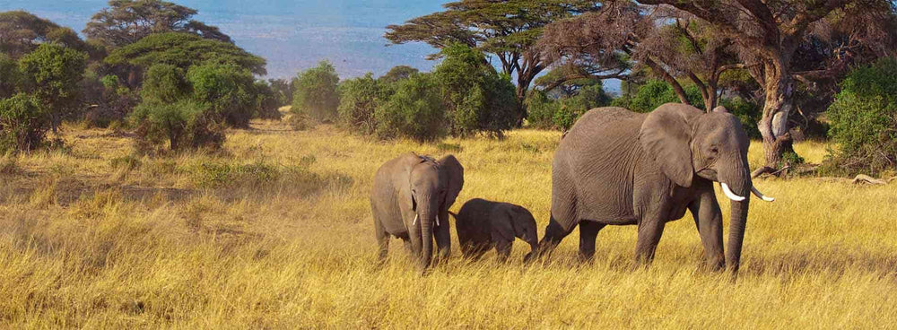 Science Shepherd Christian Homeschool Science Curriculum